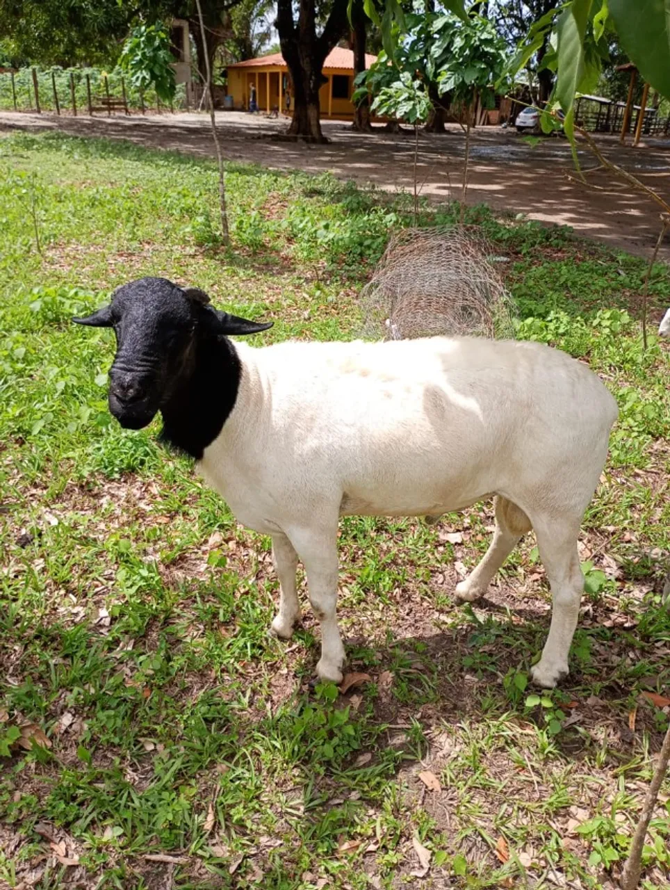 "carneiros dorper" no Brasil