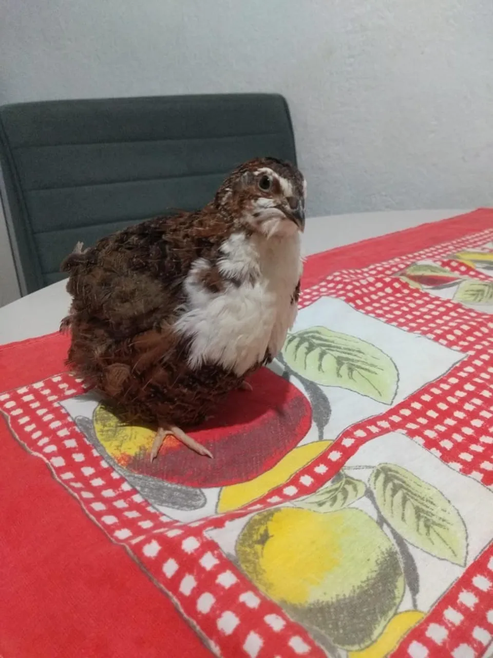 "filhotes de codornas" - Outros animais no Brasil