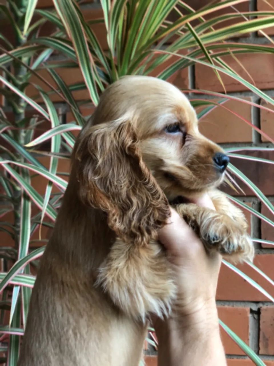 Filhotes de Cocker Spaniel Inglês - Cachorros - Lomba Grande, Novo ...