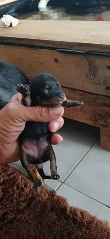 "pinscher fox" no Brasil