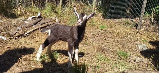 "cabritinho" no Brasil