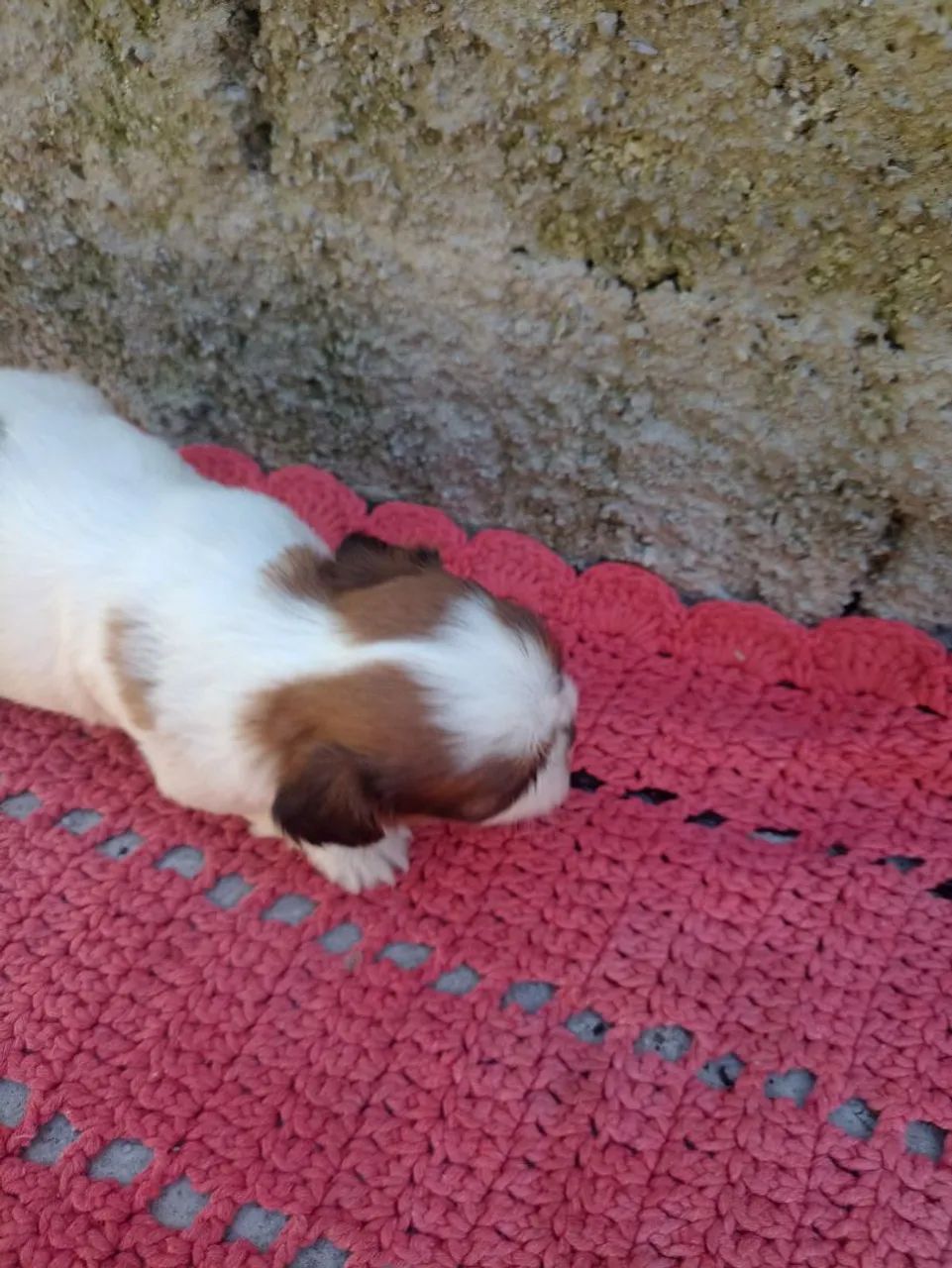 Filhote Shih Tzu macho - Cachorros - Estância Lago Azul, Franco da ...