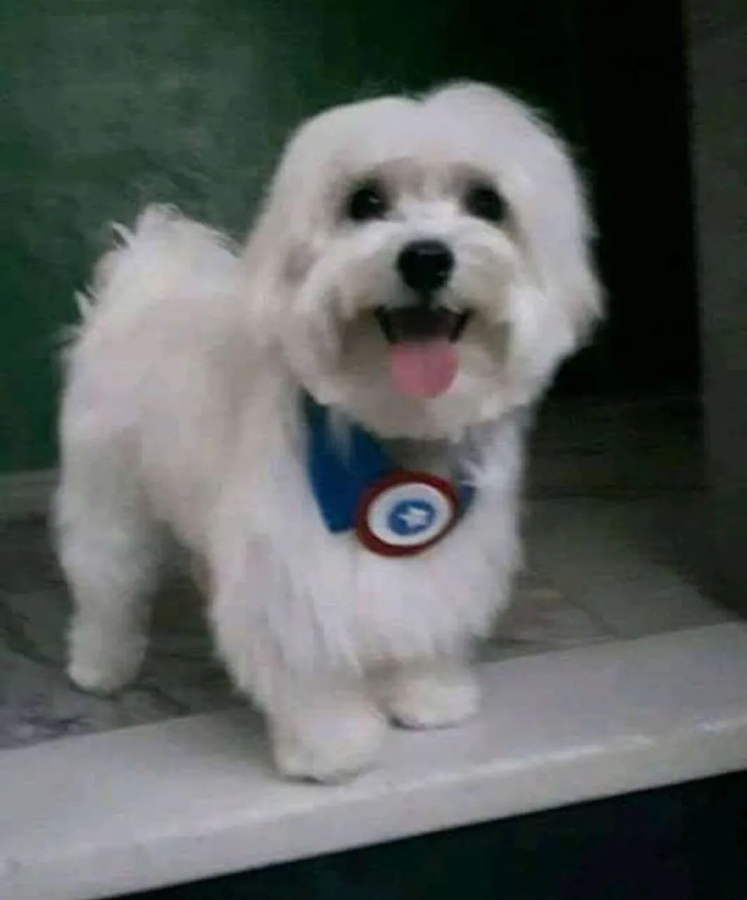 "SHIHTZU FÊMEA ADULTA" E "MALTÊS MACHO ADULTO" RAÇA PURA 100% LEGÍTIMOS ...