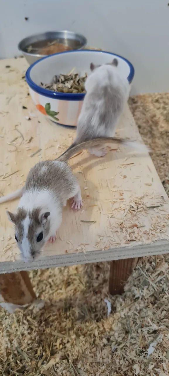 Filhotes de esquilo da Mongólia. 80 o par - Gatos - Santa Esmeralda ...