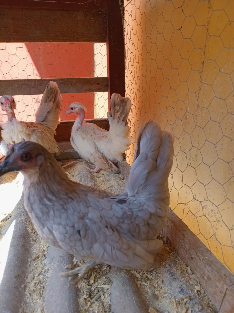 "garnizes nagasaki" no Brasil