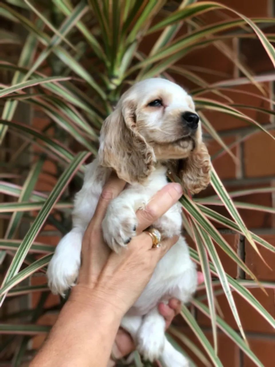 Filhotes de Cocker Spaniel Inglês - Cachorros - Lomba Grande, Novo ...