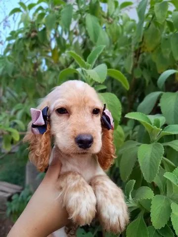 "cocker americano" no Brasil