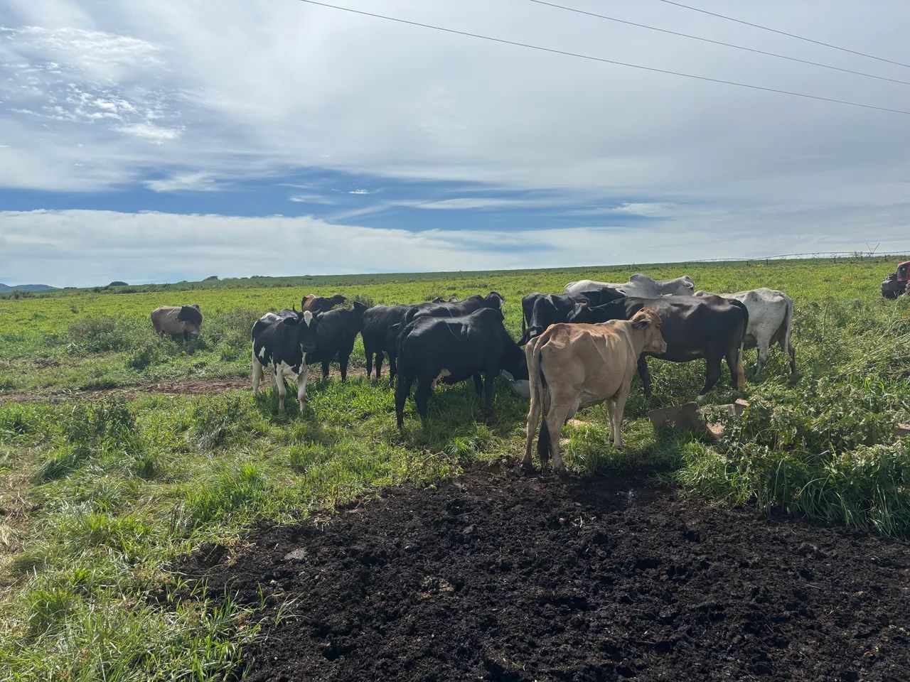 Vaca de leite - Animais para agropecuária - Itaberaí 1469240561 | OLX