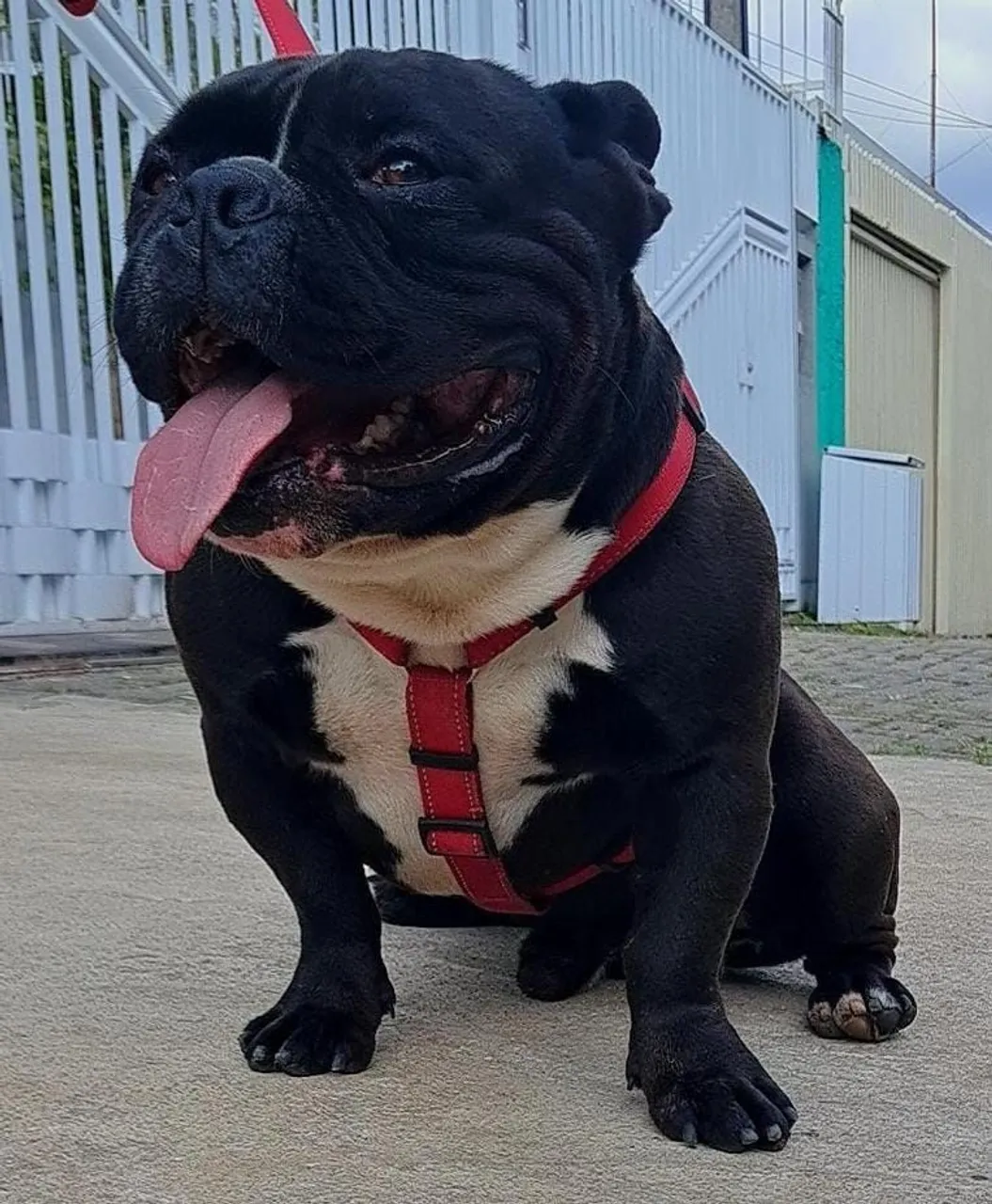 "american bully micro" - Cachorros no Brasil