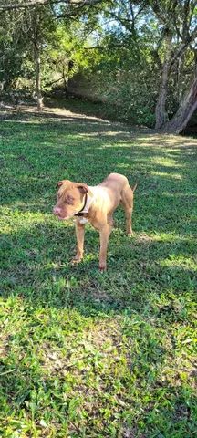 Apbt tradicional | +11 anúncios na OLX Brasil