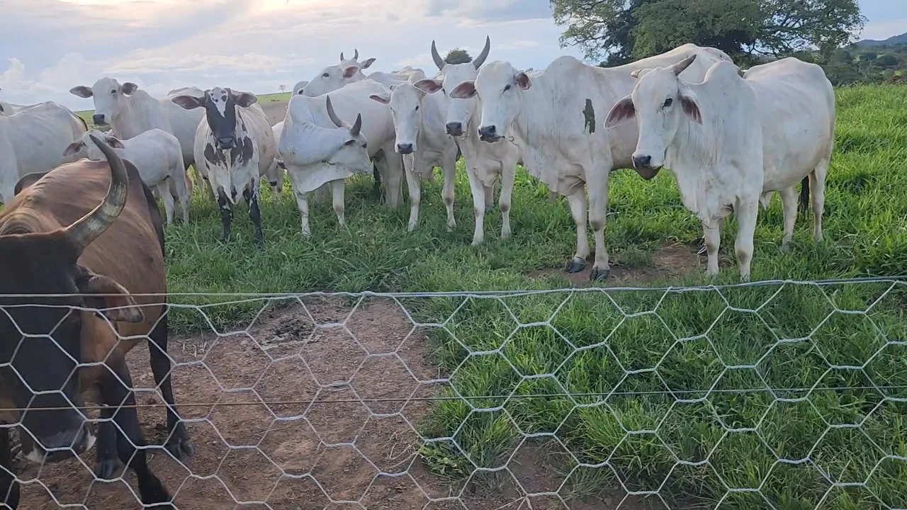 "vaca nelore" - Animais para agropecuária no Brasil