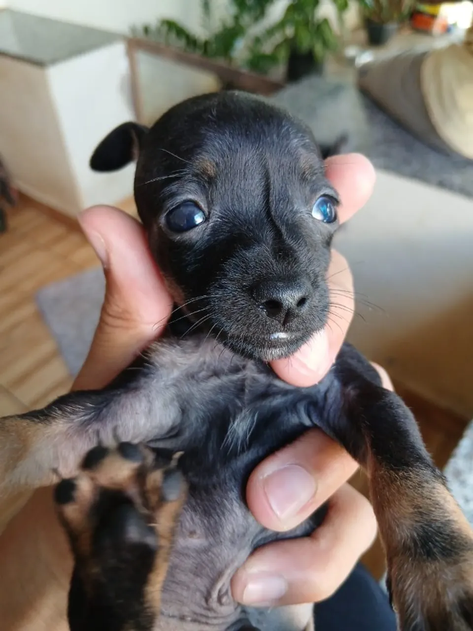 "cachorro pinscher 1" - Cachorros no Brasil