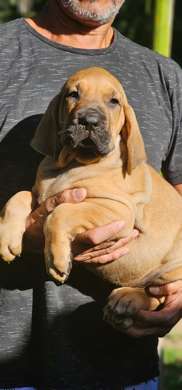 "fila brasileiros" no Brasil