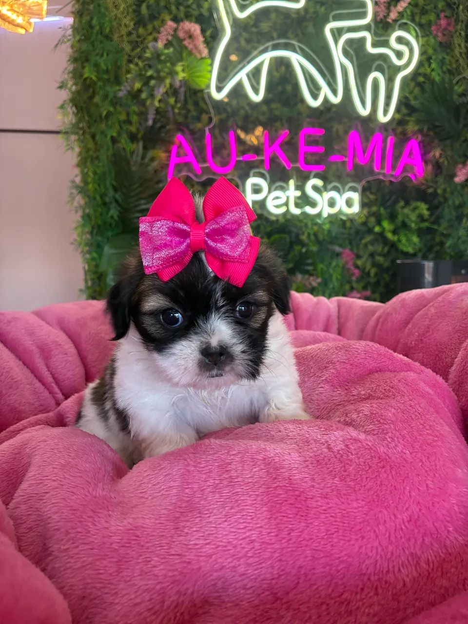 Shih tzu Belíssima !!!!! - Cachorros - Sarandi, Porto Alegre 1505169556 ...