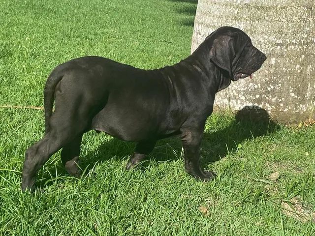 Filhote de fila brasileiro | +1502 anúncios na OLX Brasil