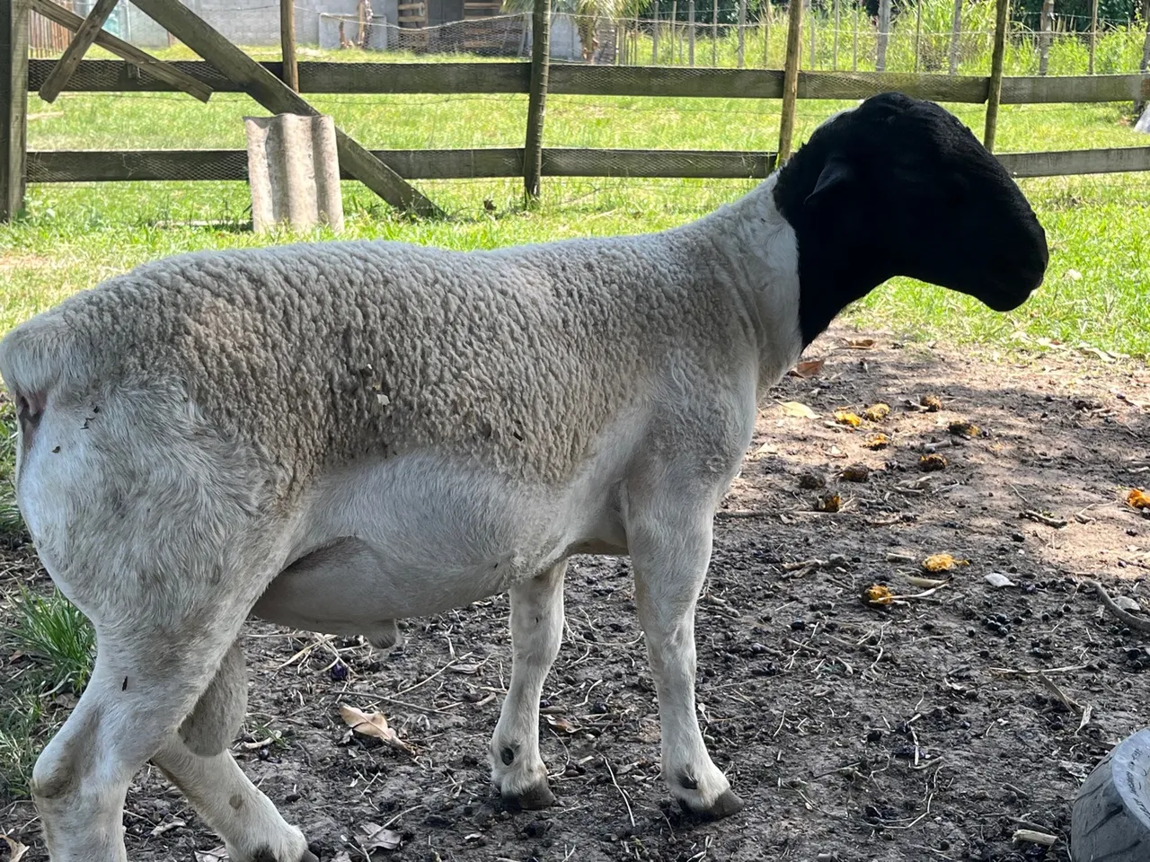 "carneiros dorper" no Brasil