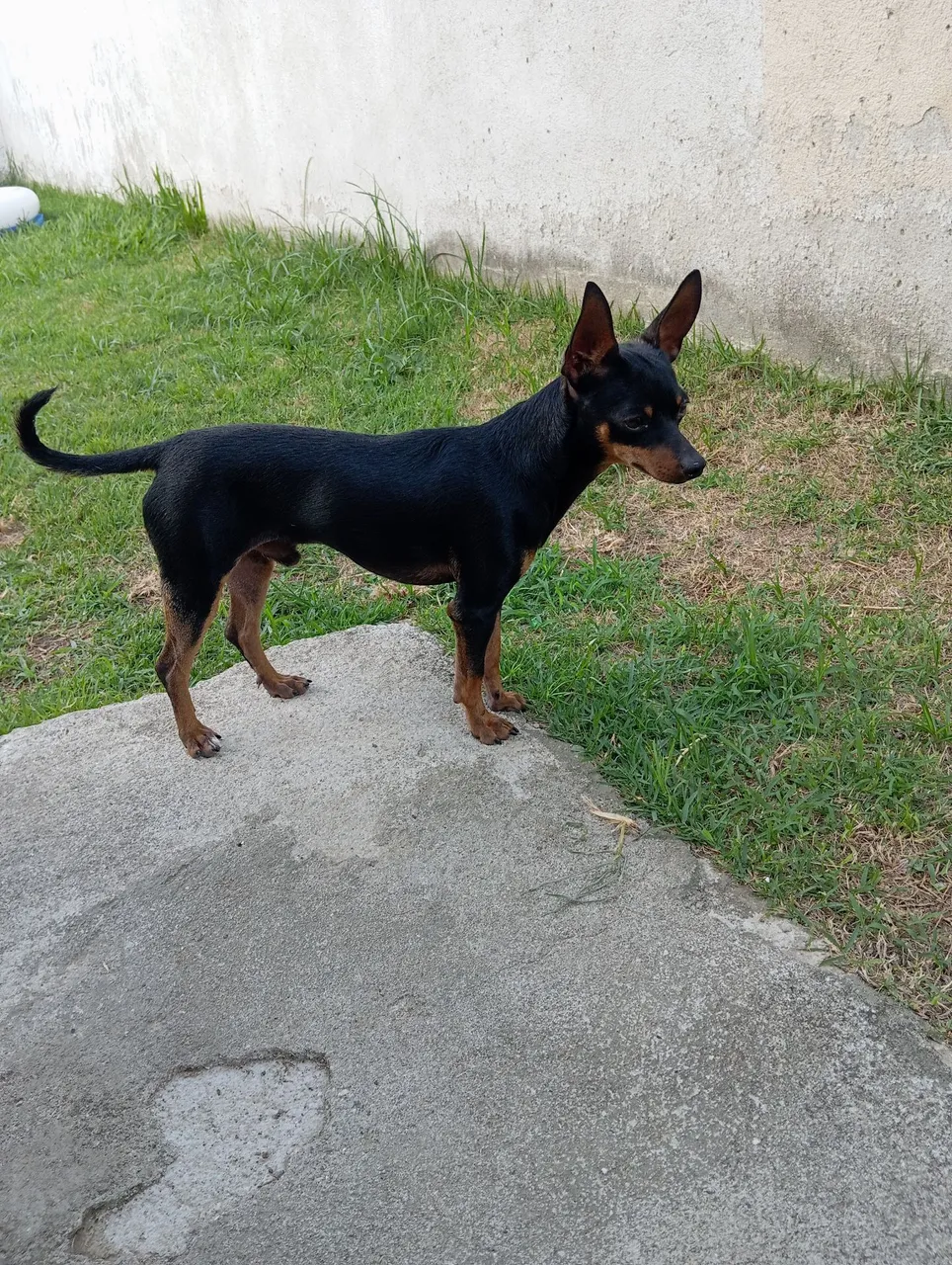 "pinscher doacao" - Cachorros no Brasil