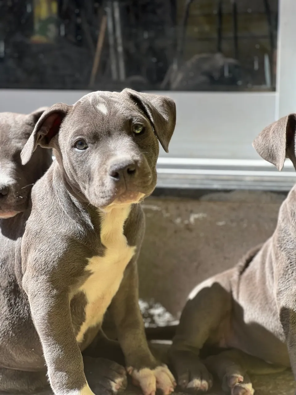 "filhotes de american bully" - Cachorros no Brasil