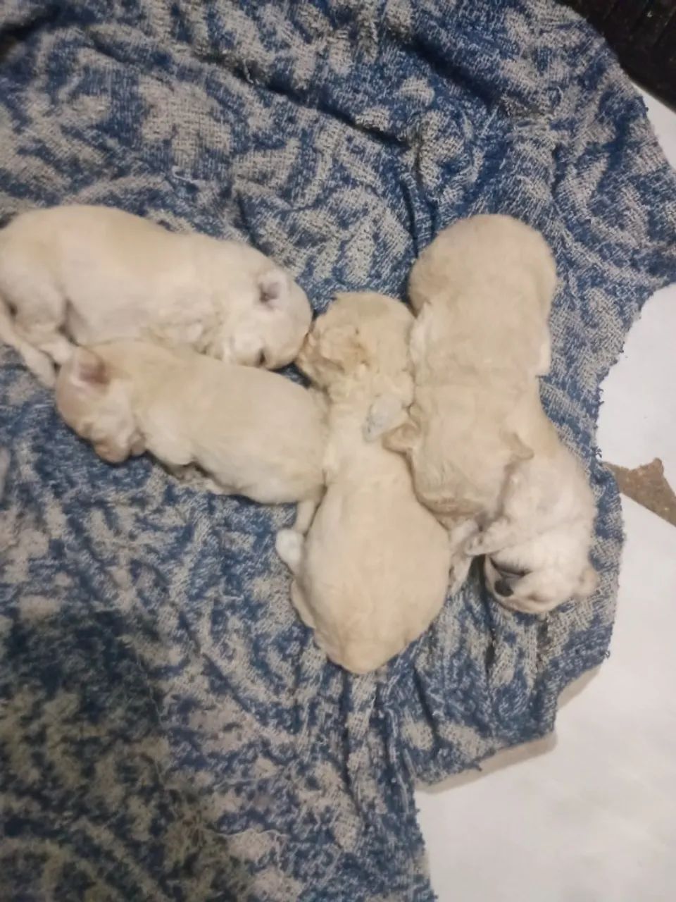 Animais de estimação - Cachorros - Peixinhos, Olinda 1444062025 | OLX