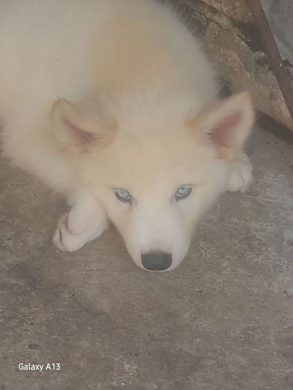 Filhote de Husky Siberiano - Cachorros - Tapanã (Icoaraci), Belém ...