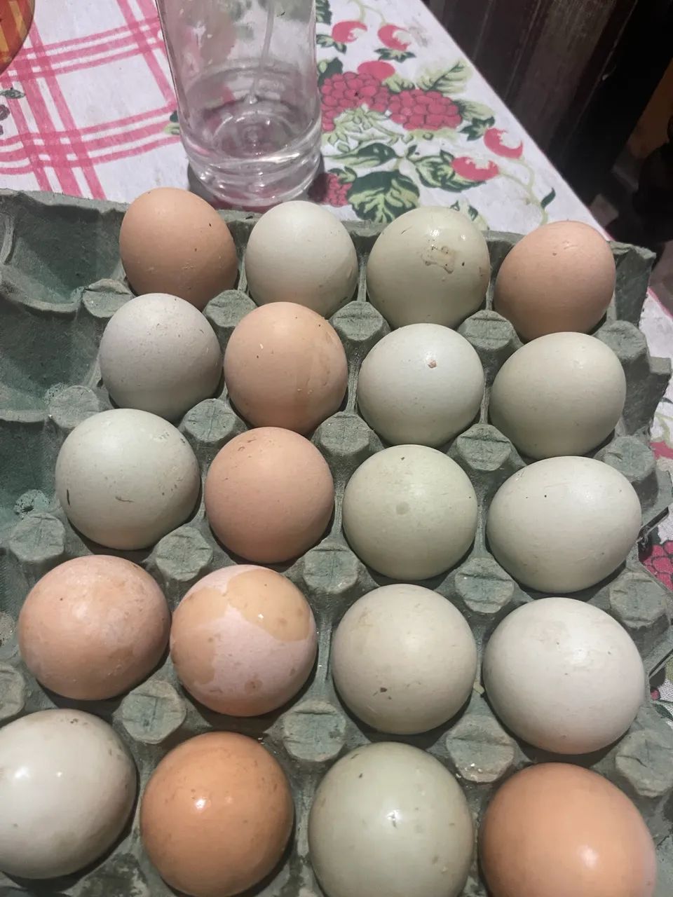 Frangos e ovos polacos com Gsb - Animais para agropecuária - Santa Rosa ...