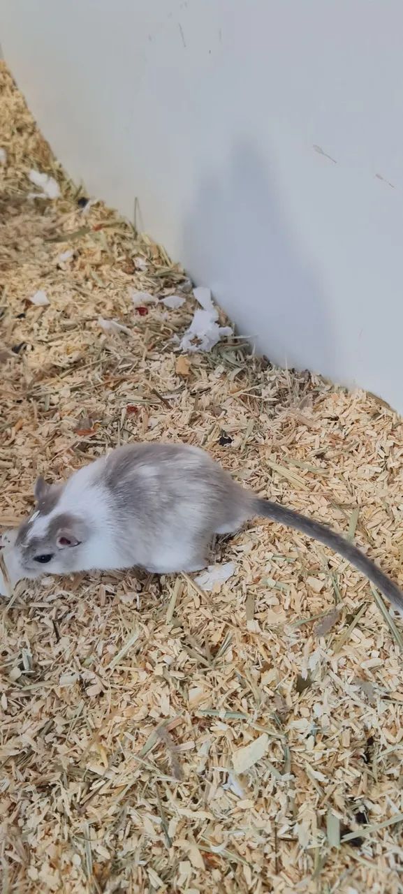 Filhotes de esquilo da Mongólia. 80 o par - Gatos - Santa Esmeralda ...