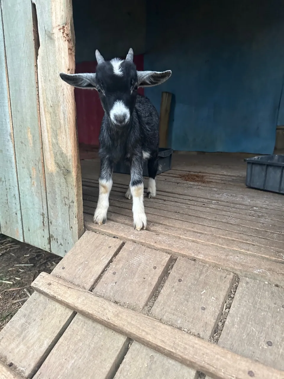 "mini cabras" no Brasil