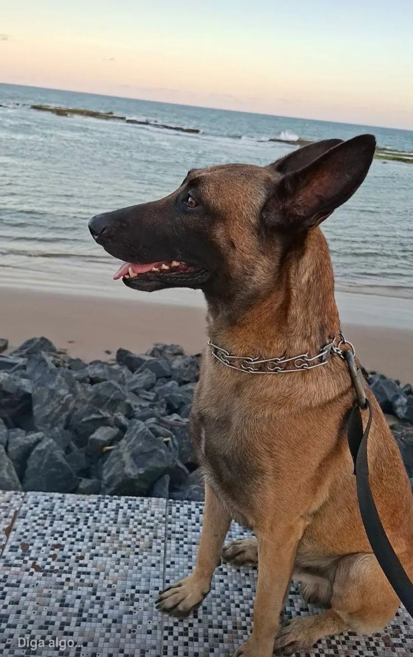 Filhotes de pastor belga malinois - Cachorros - Jauá (Abrantes ...