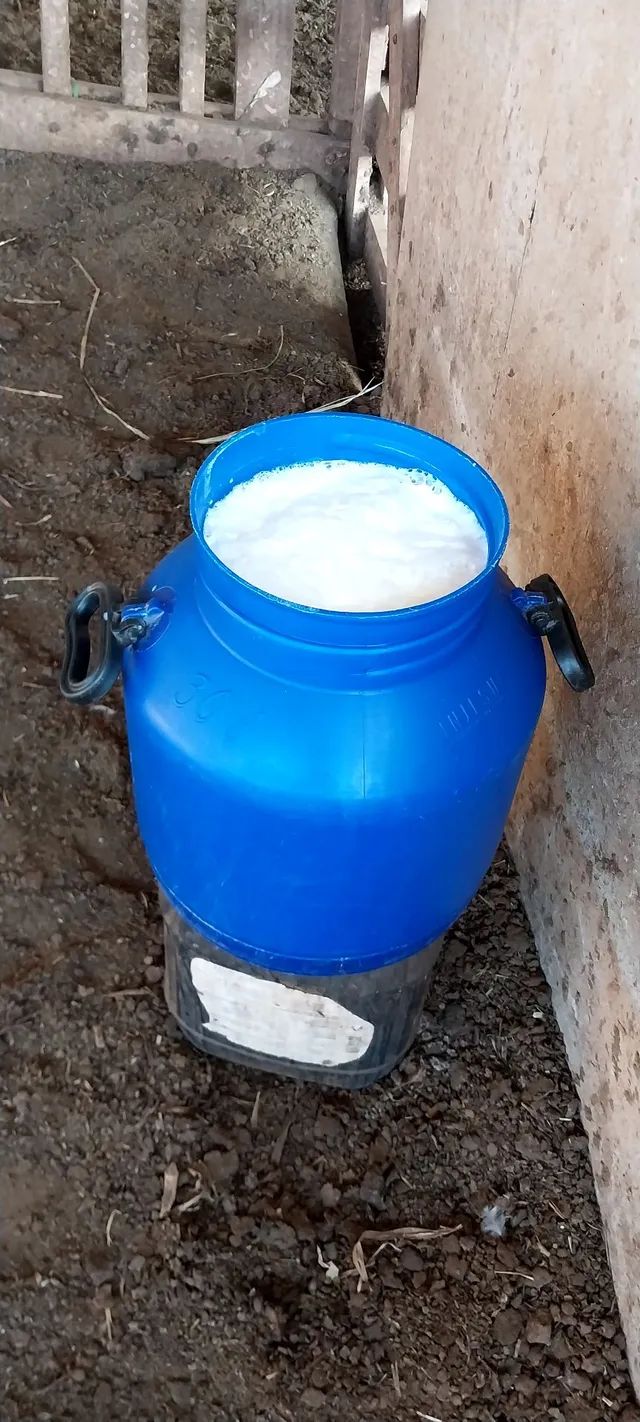 "leite puro" no Brasil