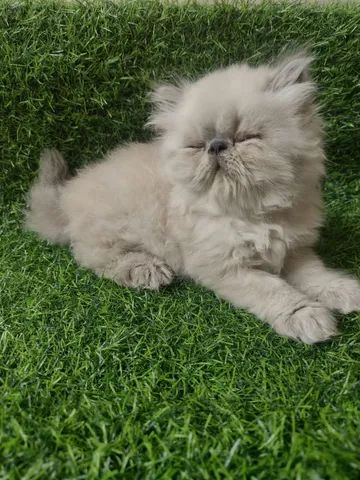 "gatos himalaios" no Brasil