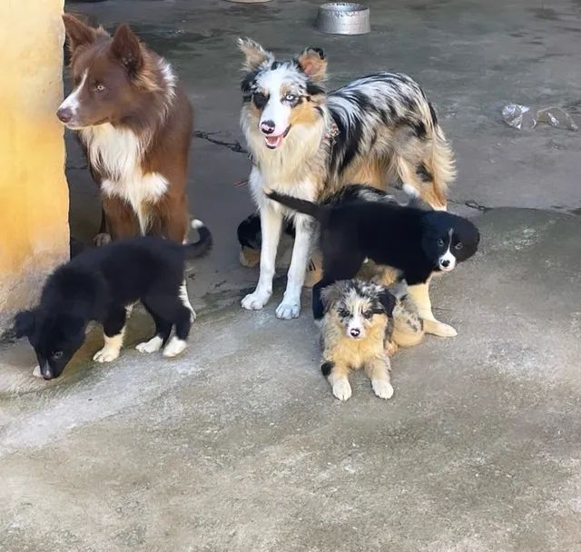 "bode filhote" no Brasil