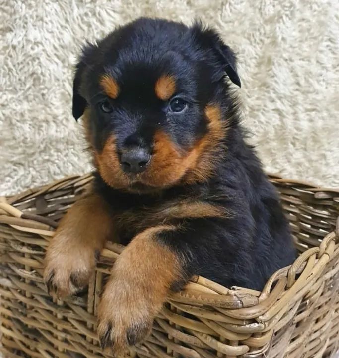 Filhote de Rottweiler, Ideal para você e sua família! - Cachorros ...