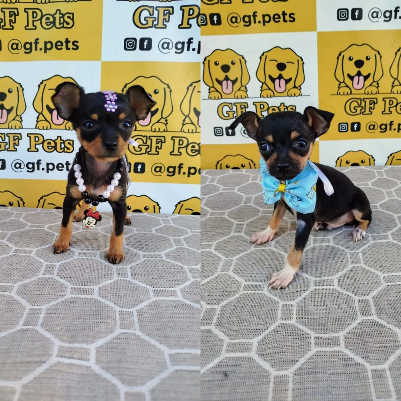 "pinscher 00 miniatura" - Cachorros no Brasil