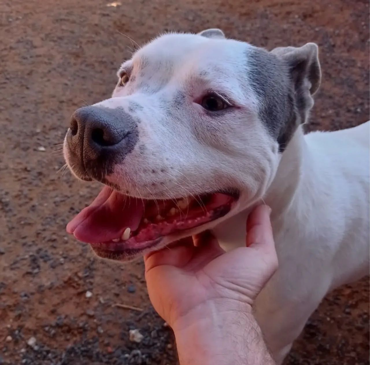 Doa-se Pitbull APBT com 1 ano - Cachorros - Walderez, Sapucaia do Sul ...