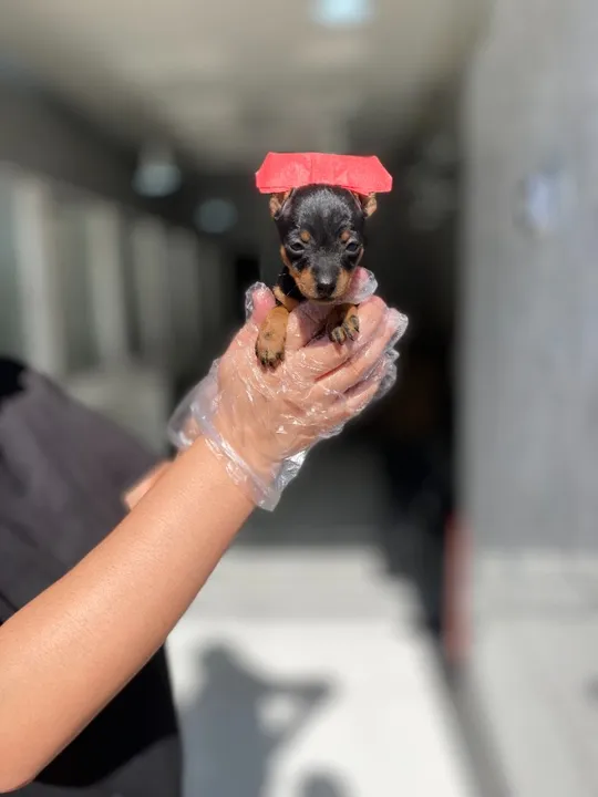 "pinscher 0" - Cachorros no Brasil