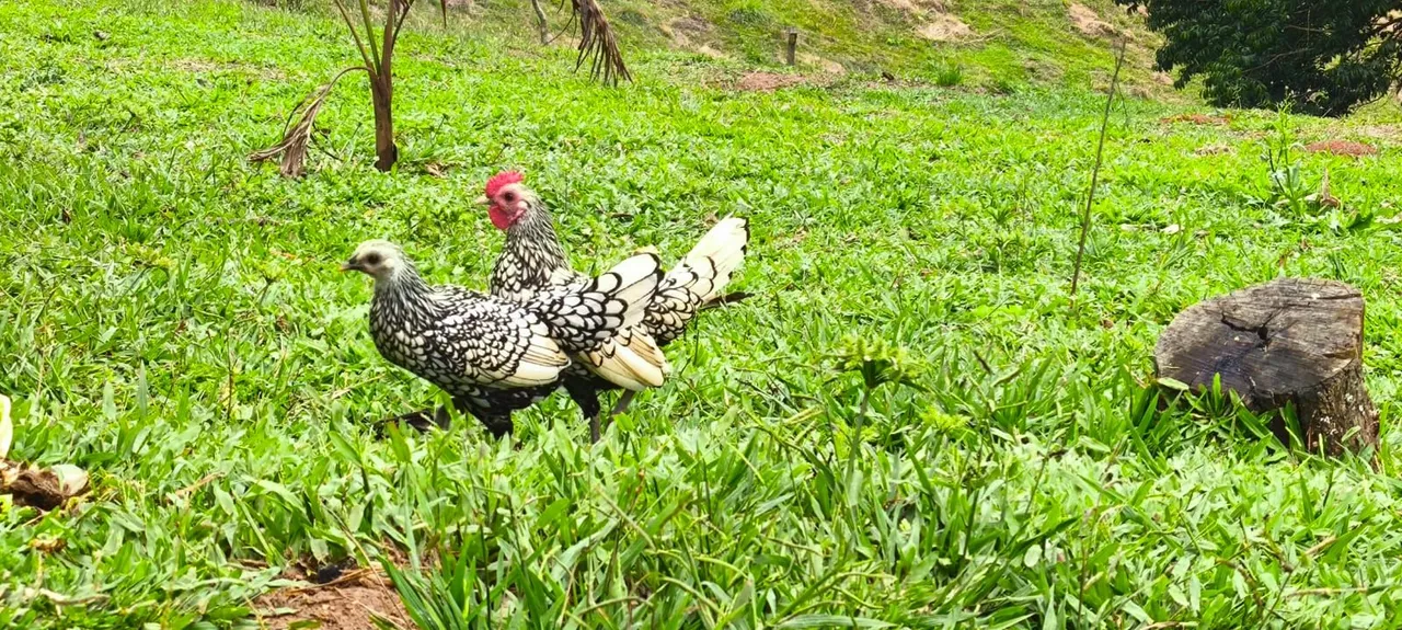 "sebrigth" no Brasil