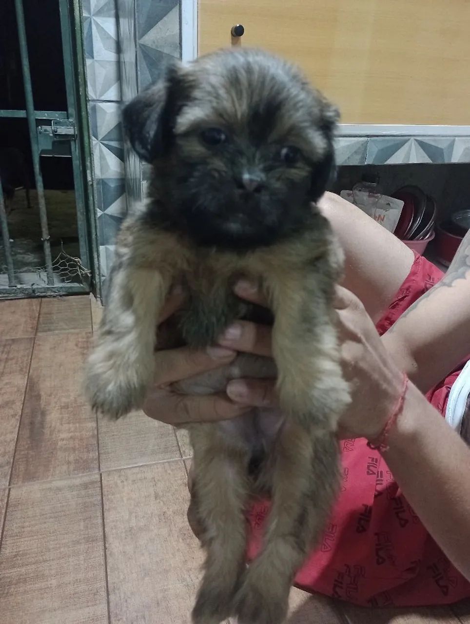 Lhasa apso - Cachorros - Setor Leste (Gama), Brasília 1469641582 | OLX
