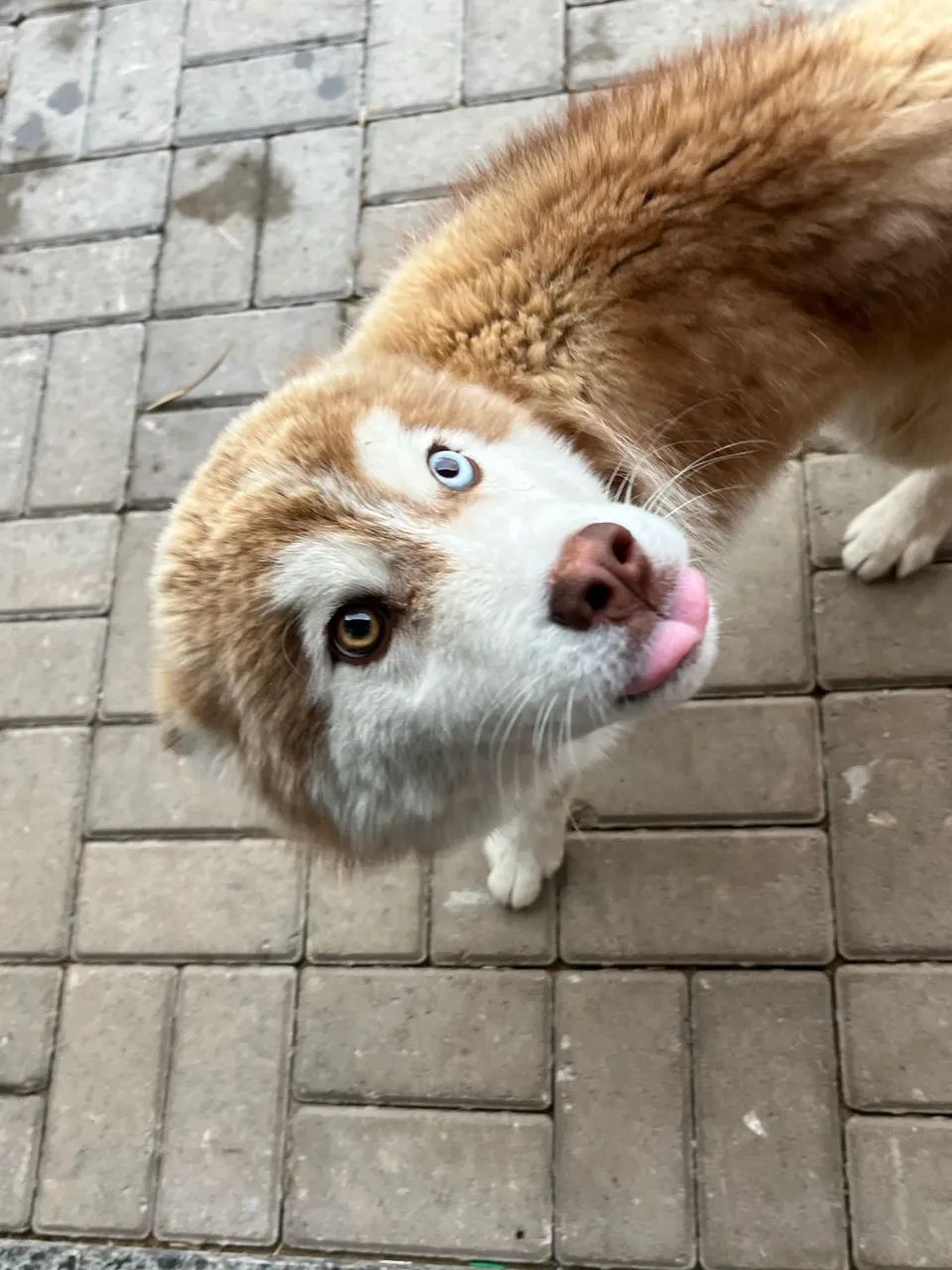 Husky siberiano - Cachorros - Centro, Farroupilha 1468386938 | OLX