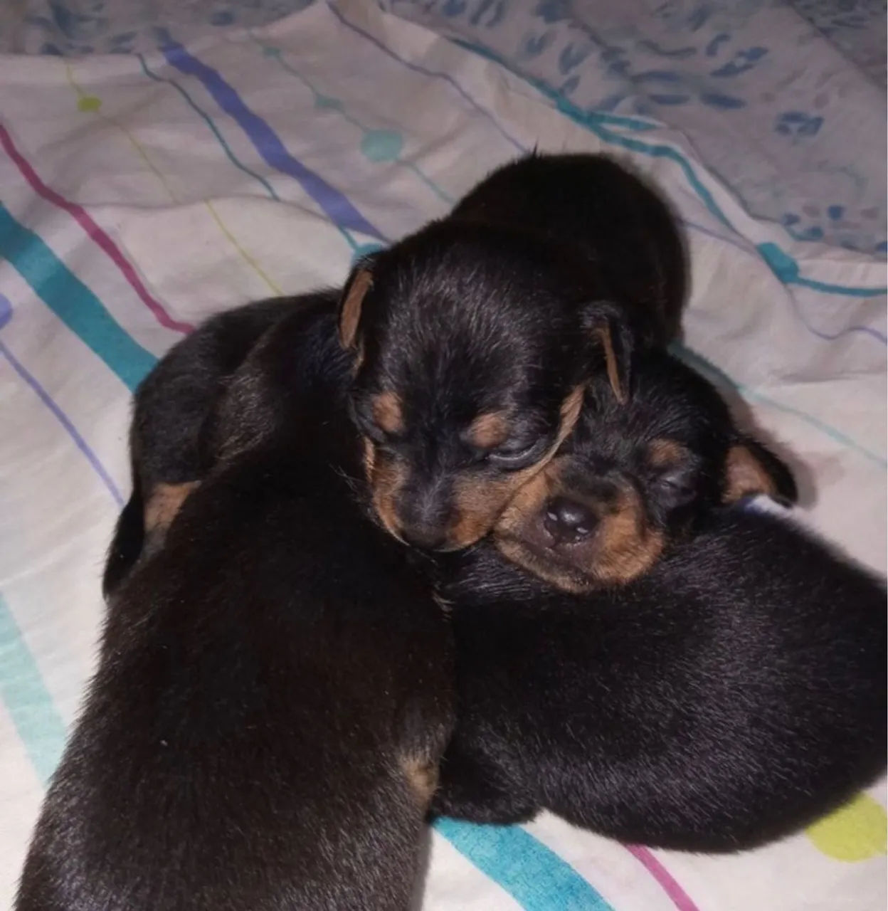 "pinscher 0" - Cachorros no Brasil