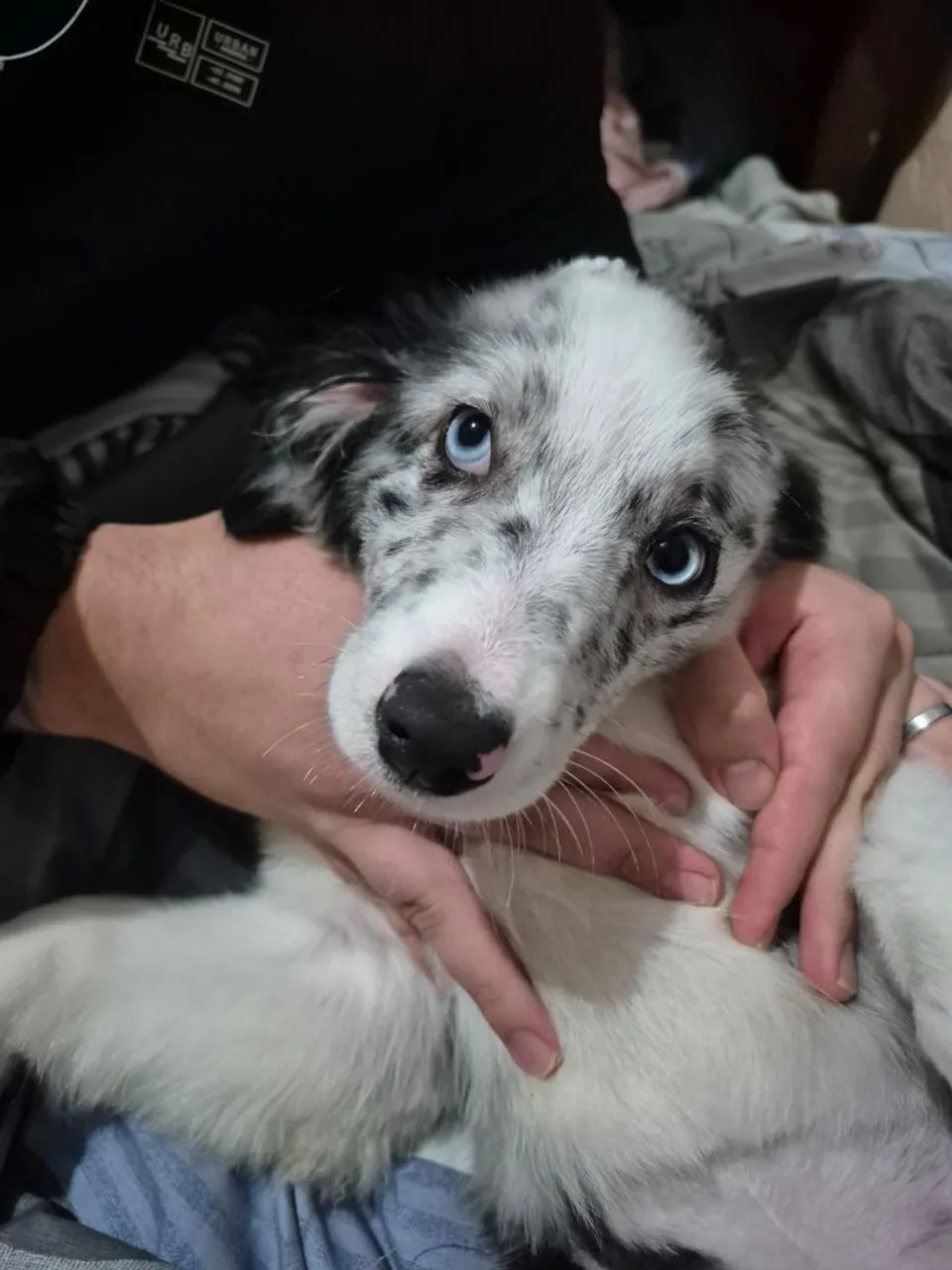 "filhotes border collie blue merle" - Cachorros no Brasil