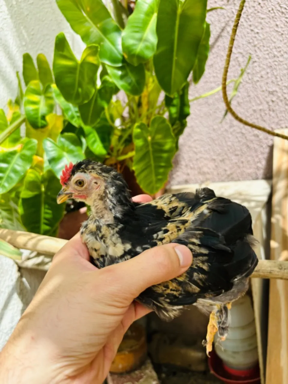 "mini garnizes" no Brasil