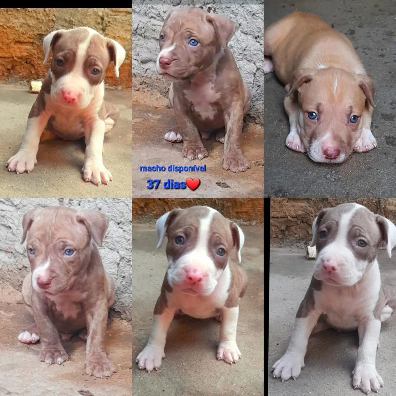 Vendo Filhotes de Pit Monsters com APBT - Cachorros - Alecrim, Natal ...
