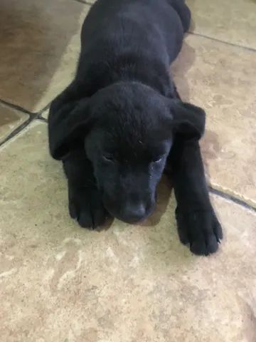 "labrador preto femea" no Brasil