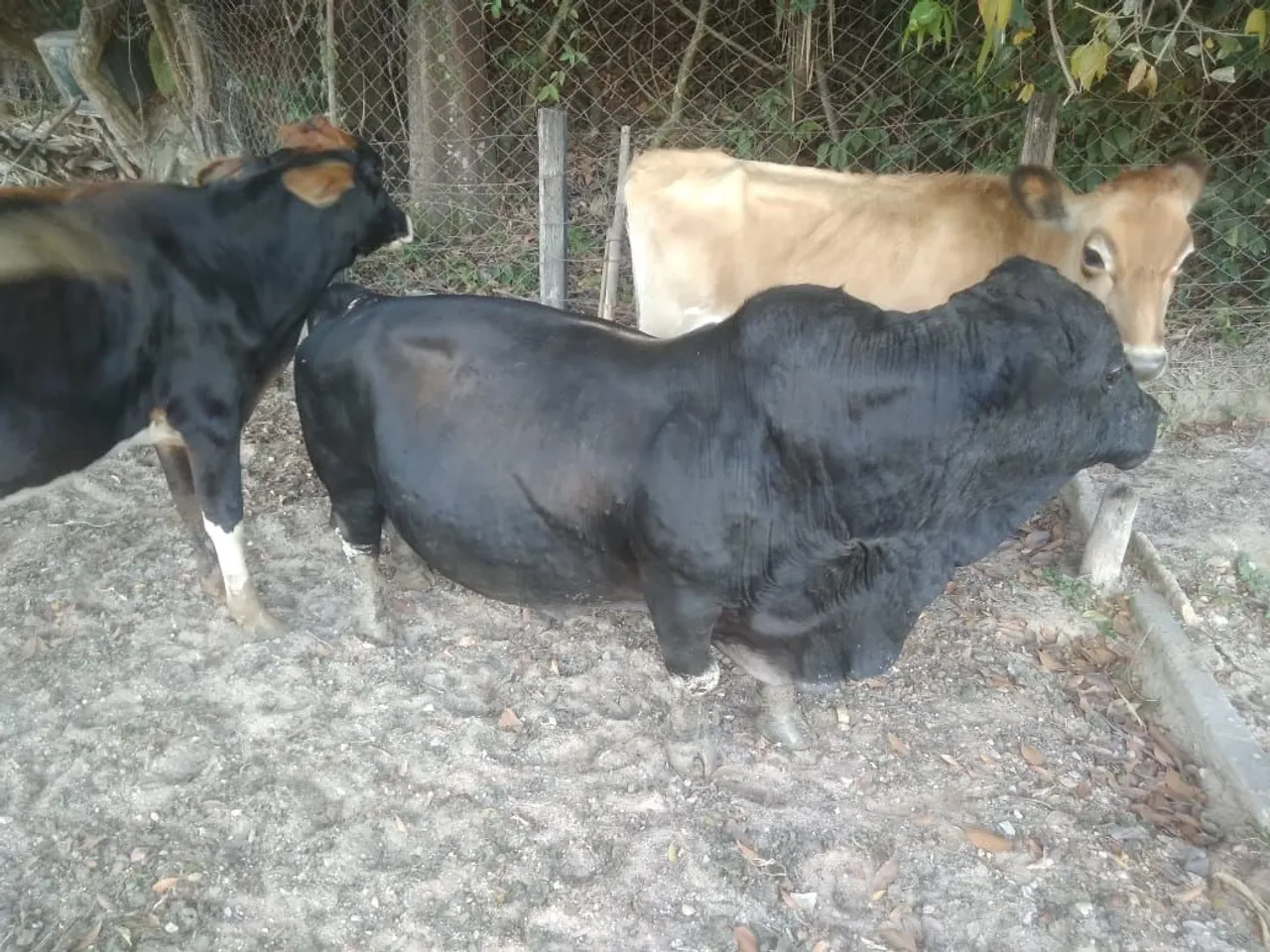 "mini vaca" - Animais para agropecuária no Brasil