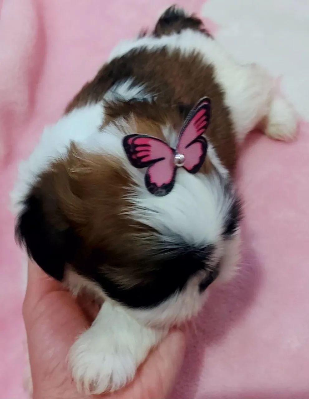 Filhote micro Shih Tzu femea(parcelo) - Cachorros - Jardim Santa ...