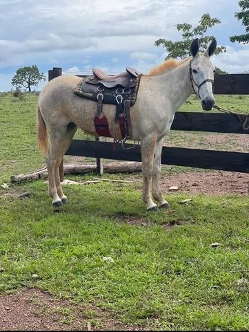 "uma mula" no Brasil