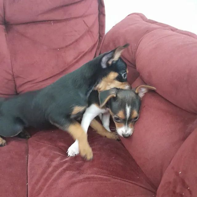 "pinscher fox" no Brasil