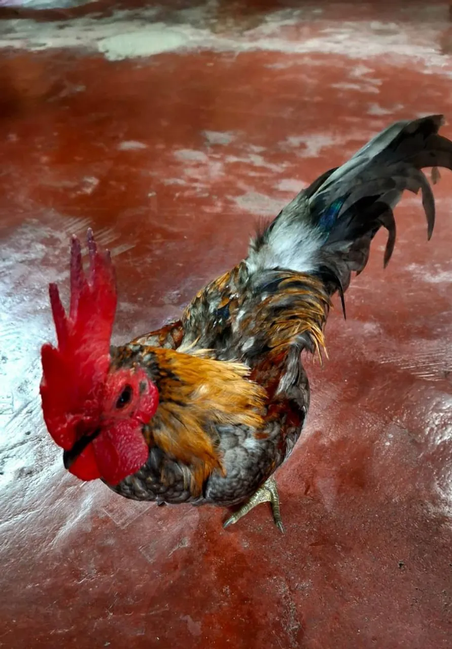 "garnizes nagasaki" no Brasil