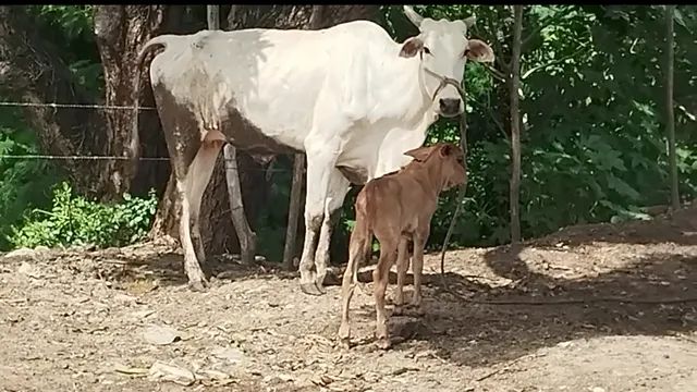 "vaca parida nelore" no Brasil