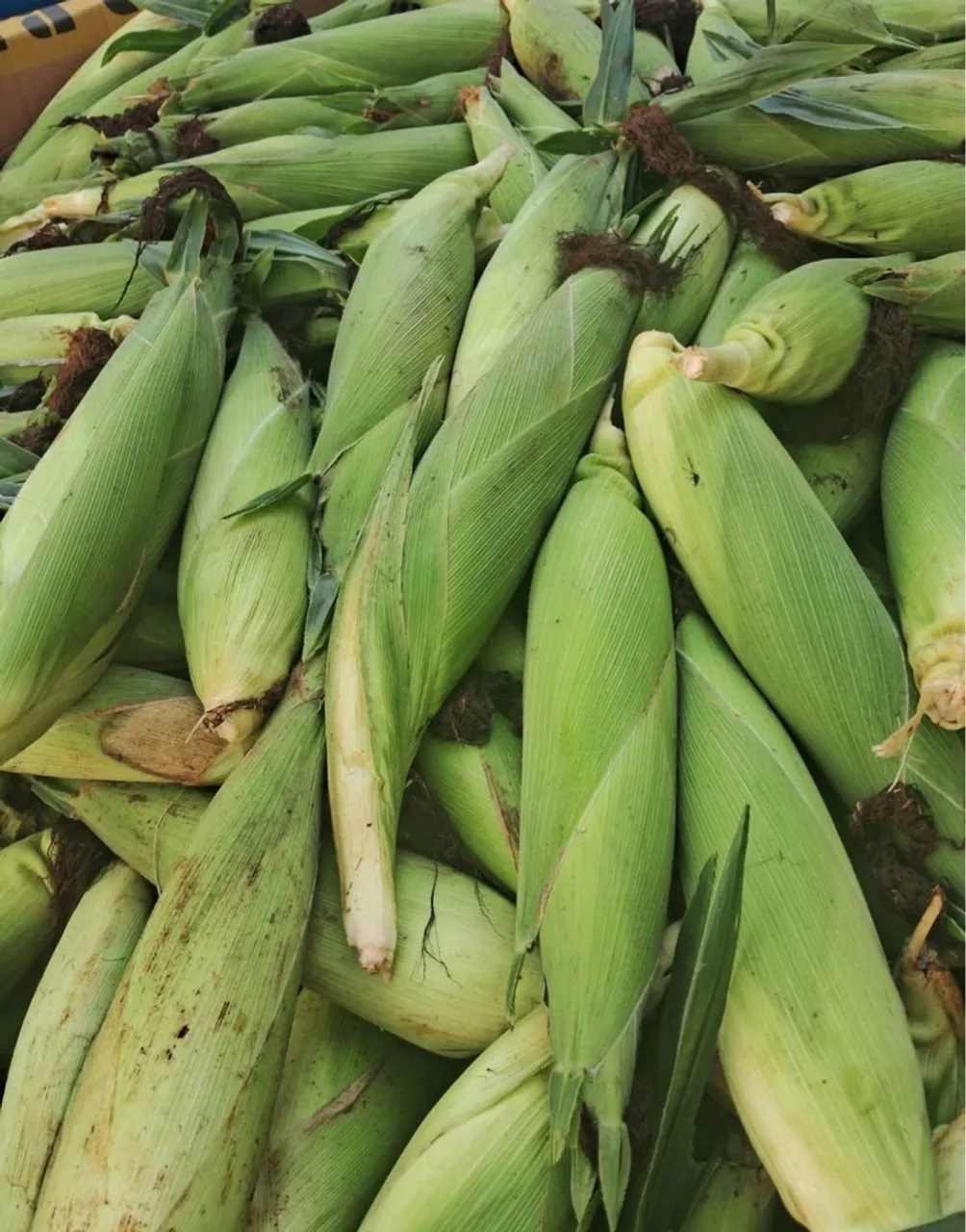 "espiga de milho verde" no Brasil